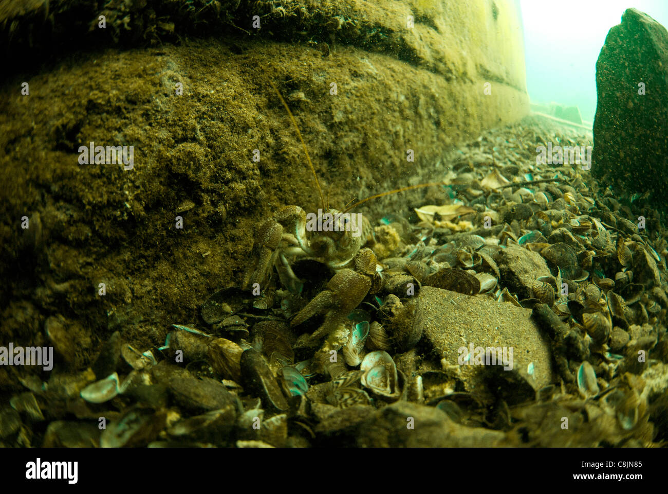 White clawed crayfish at stoney cove in leicester, are only native ...