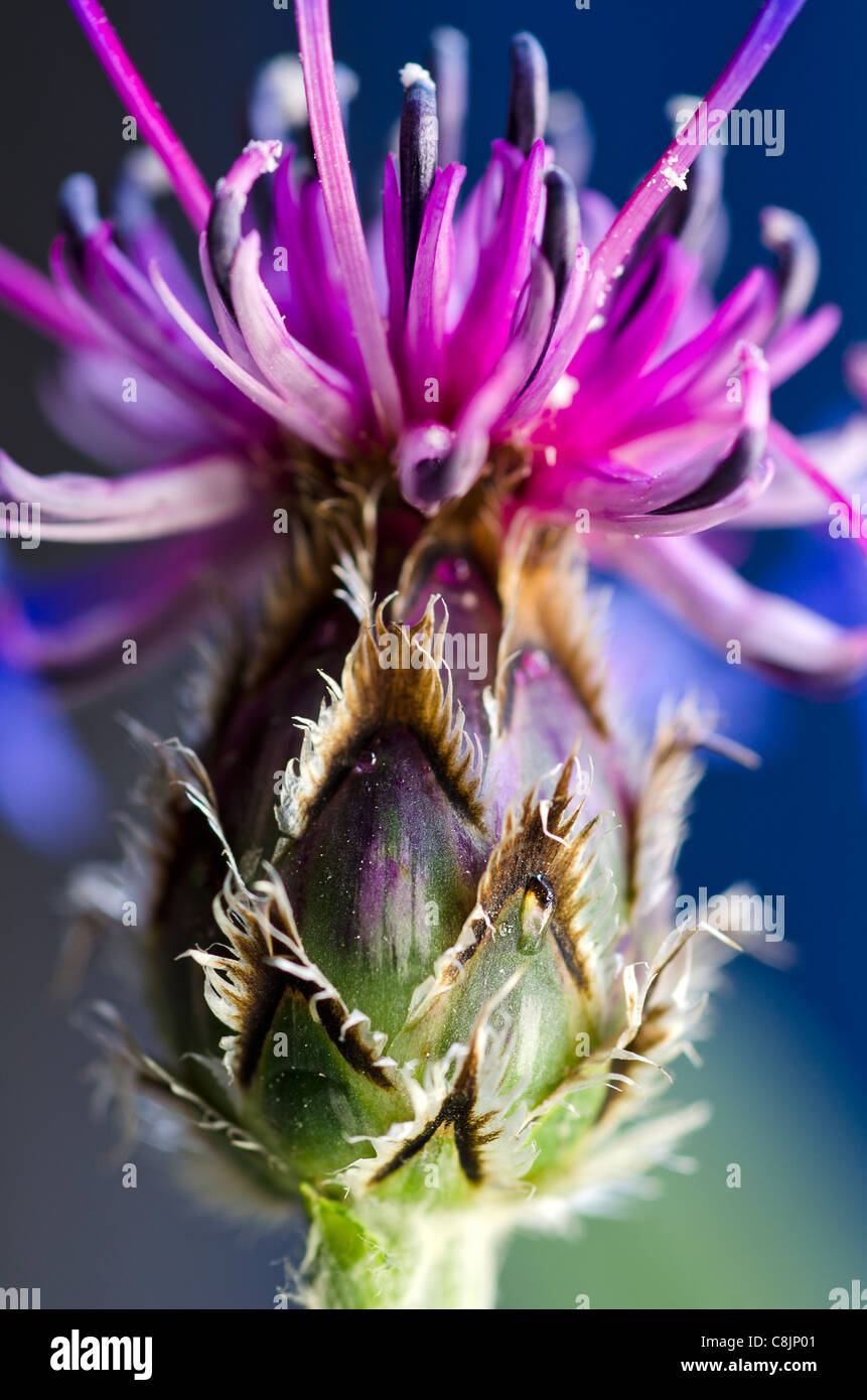 Desert thistle hi-res stock photography and images - Alamy
