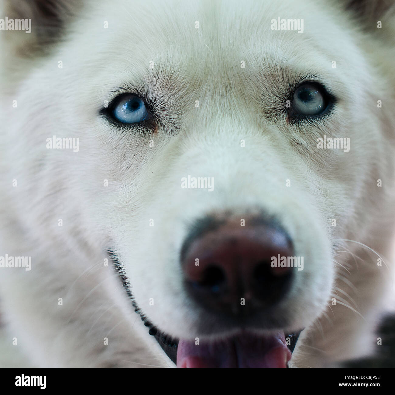 White Siberian Husky Close-up Stock Photo - Alamy