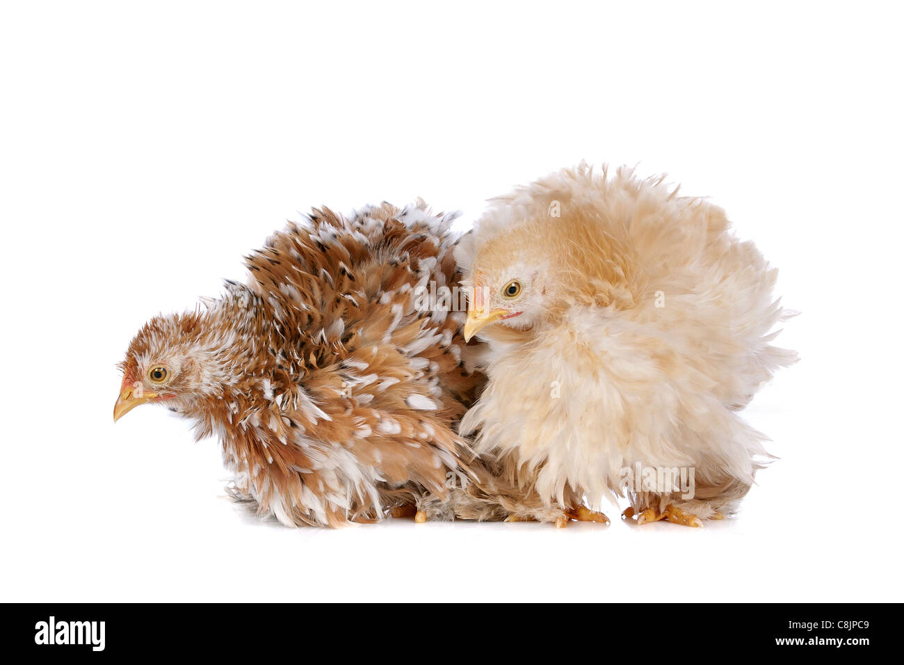 Two chickens in front of a white background Stock Photo - Alamy