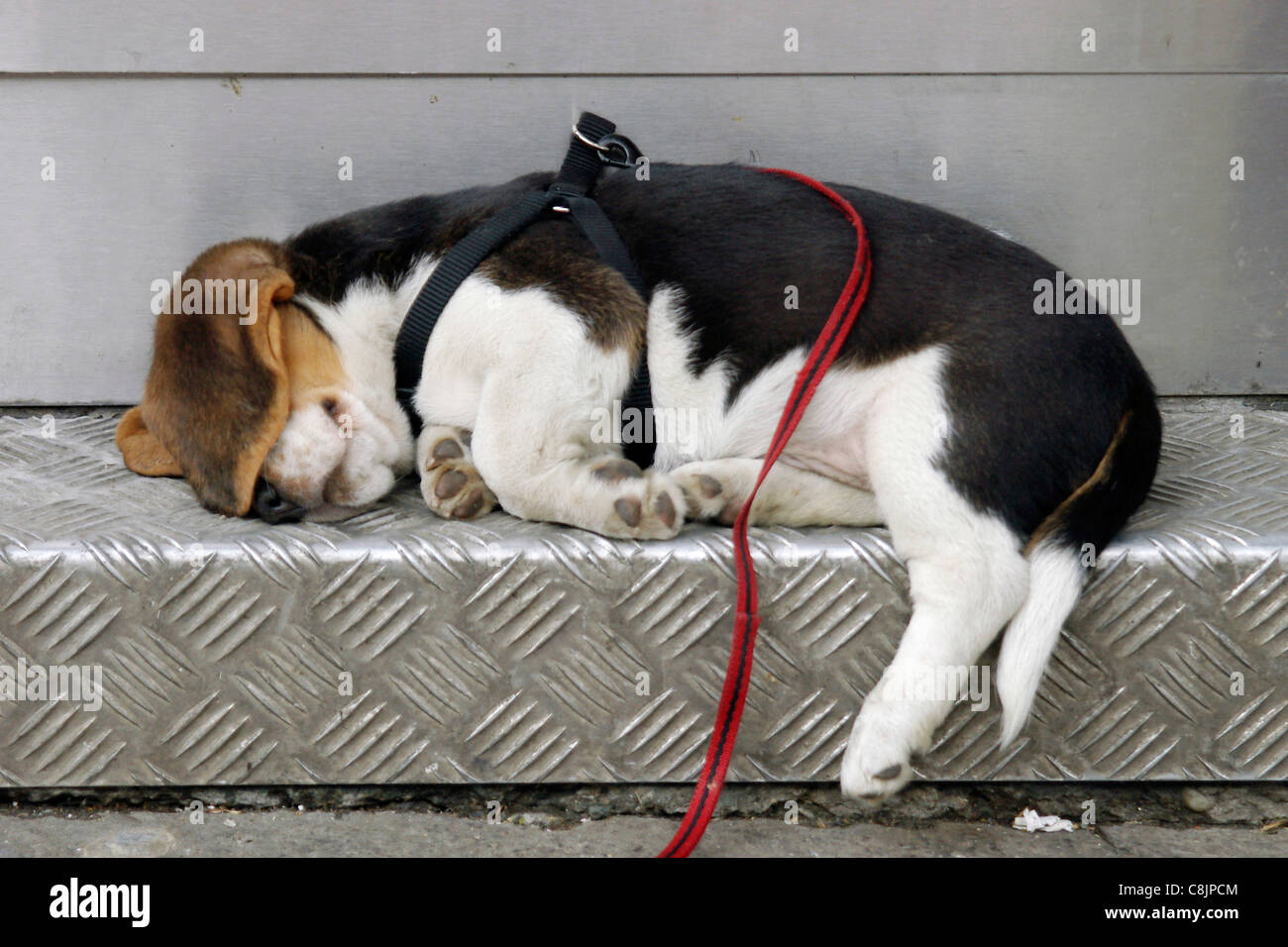 Dogs sleep hi-res stock photography and images - Alamy