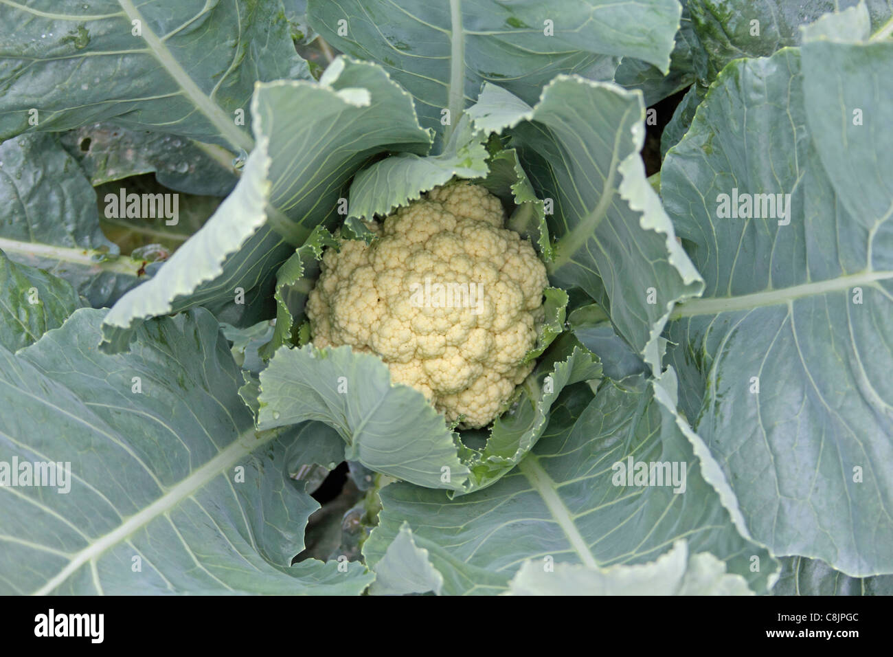 Cauliflower field, India Stock Photo - Alamy