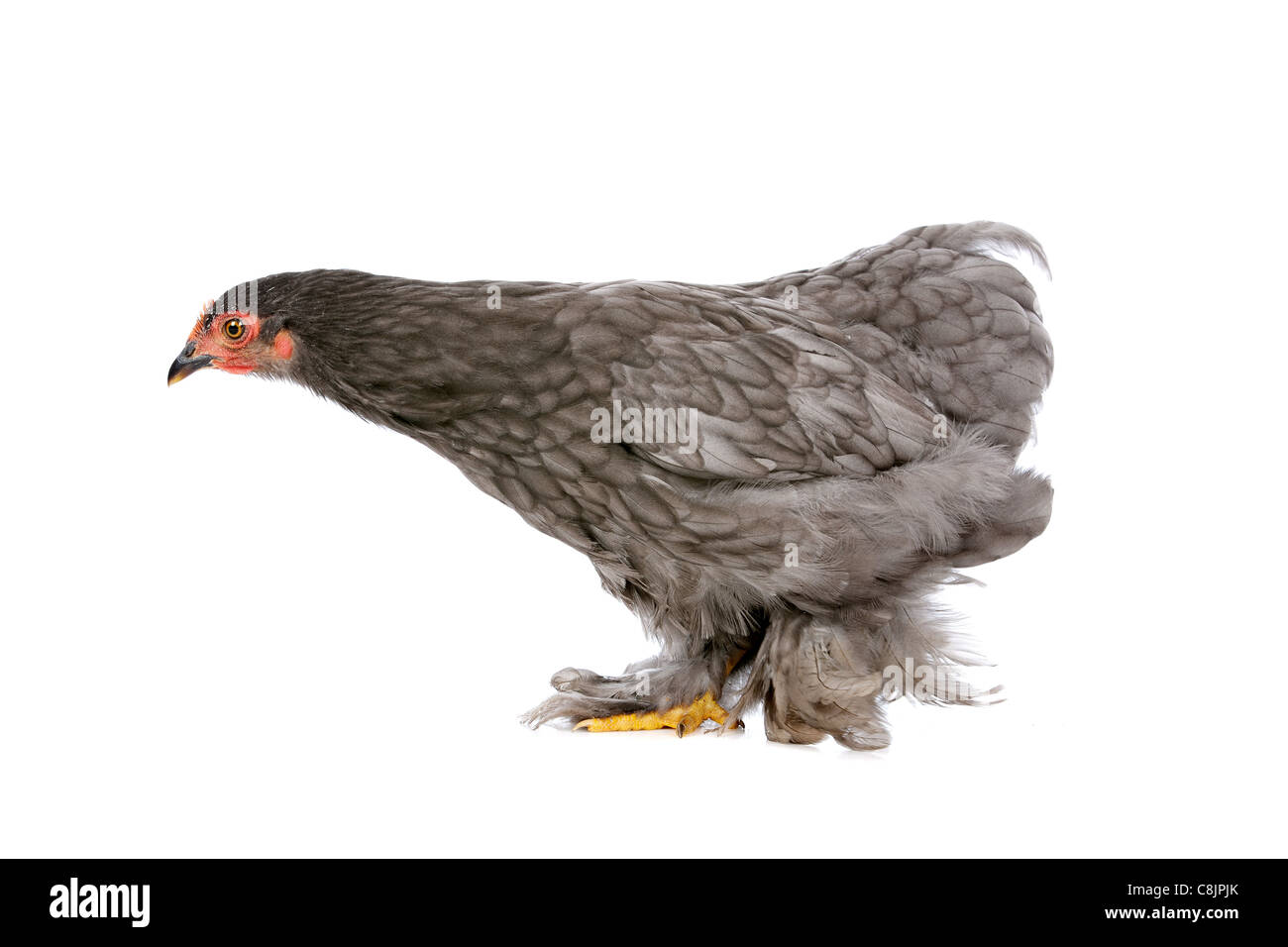 Chicken, white background hi-res stock photography and images - Alamy