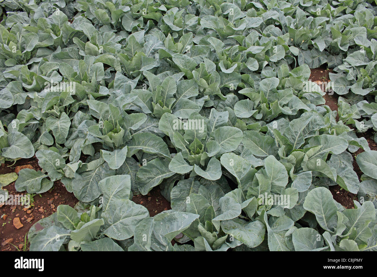 Cauliflower field, India Stock Photo - Alamy