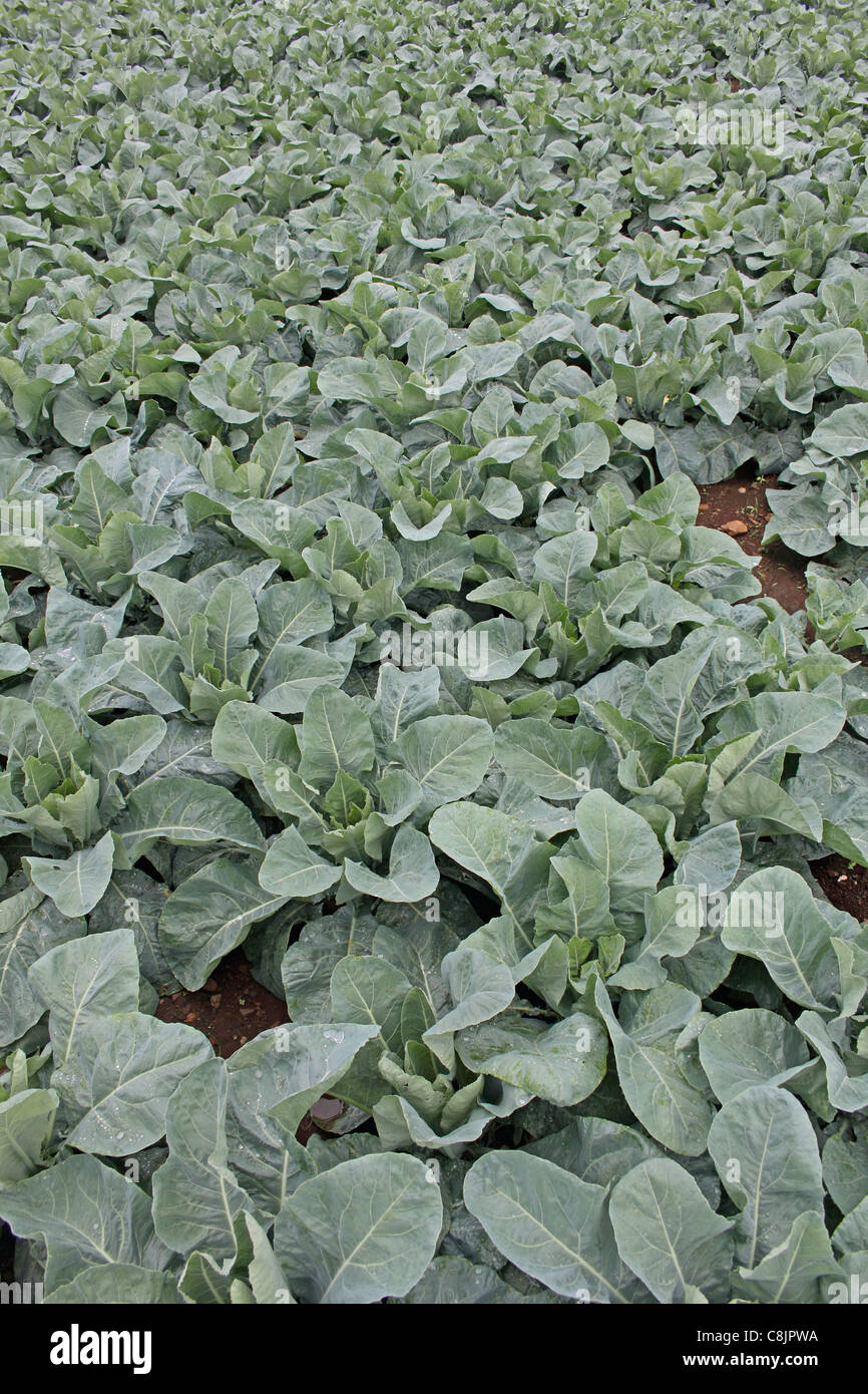 Cauliflower field, India Stock Photo - Alamy