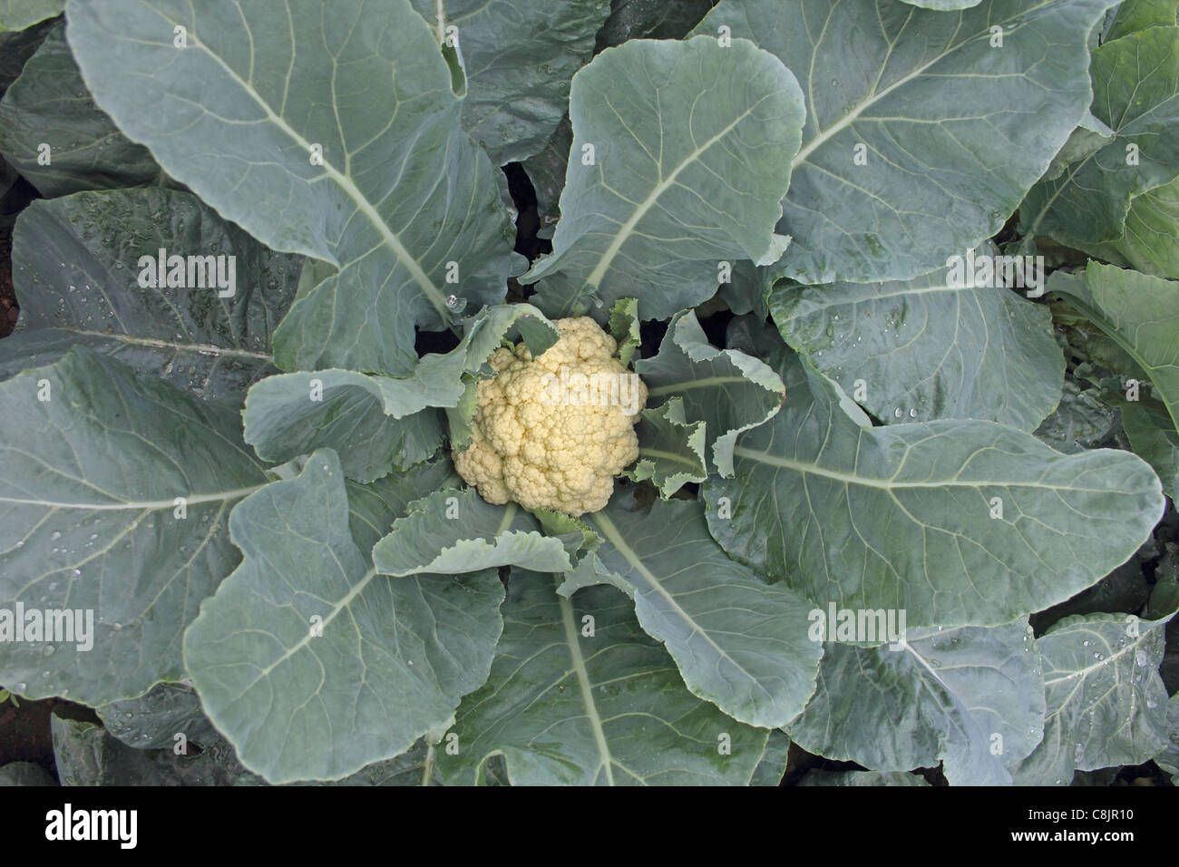 Cauliflower field, India Stock Photo - Alamy