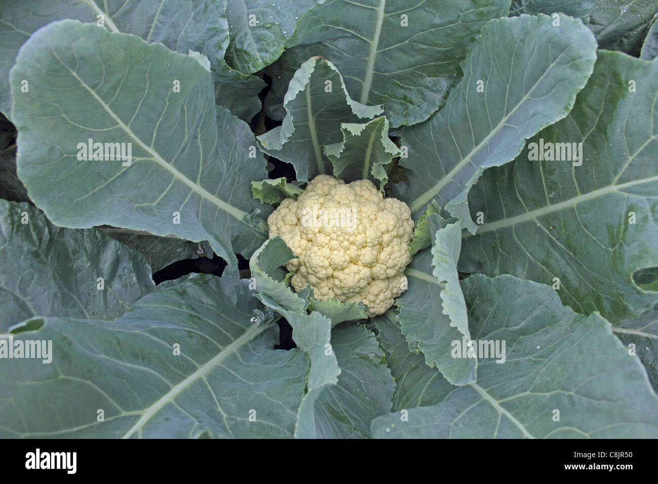 Cauliflower field, India Stock Photo - Alamy