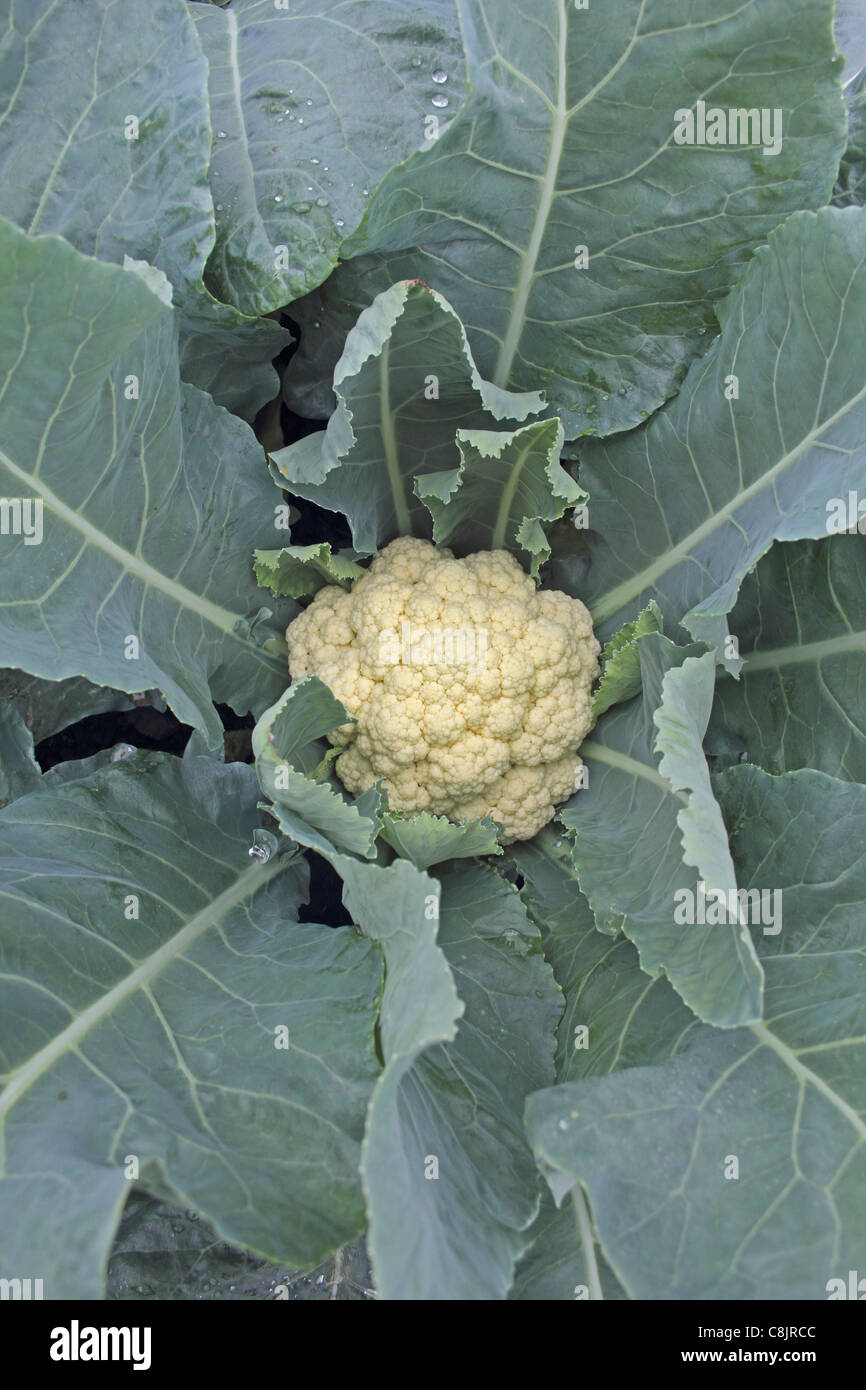 Cauliflower field, India Stock Photo - Alamy