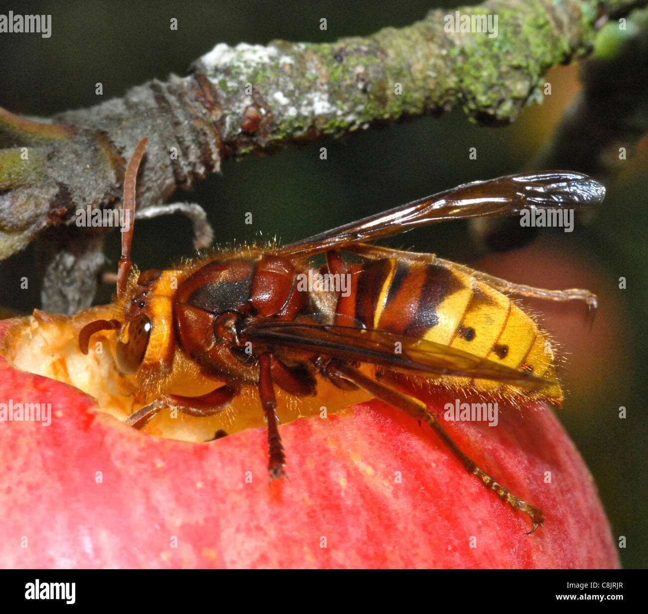 Uk hornet High Resolution Stock Photography and Images - Alamy