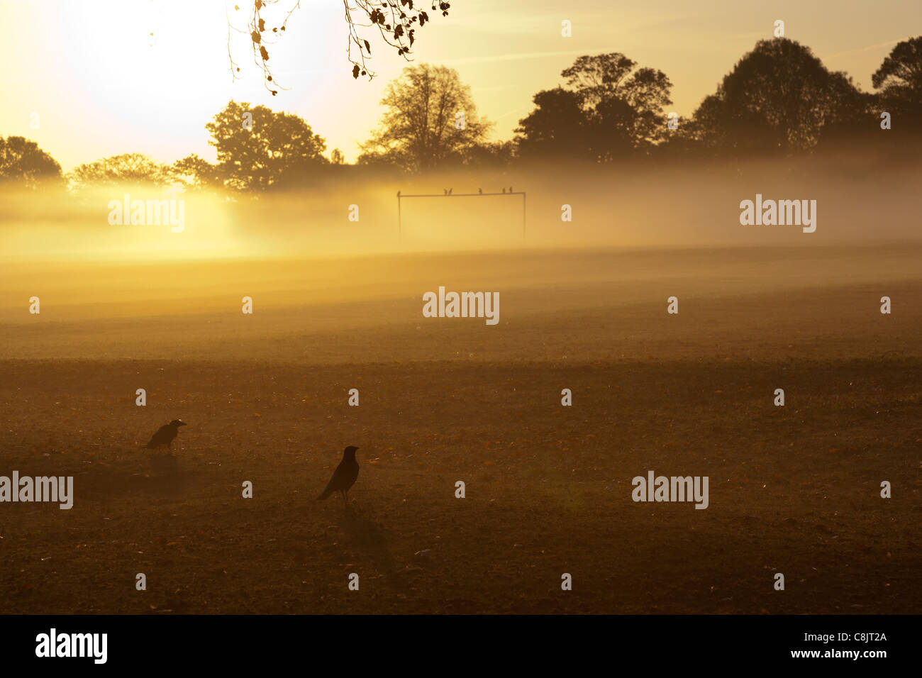 Crows Corvids Early Morning Mist Sunrise Dawn Stock Photo - Alamy