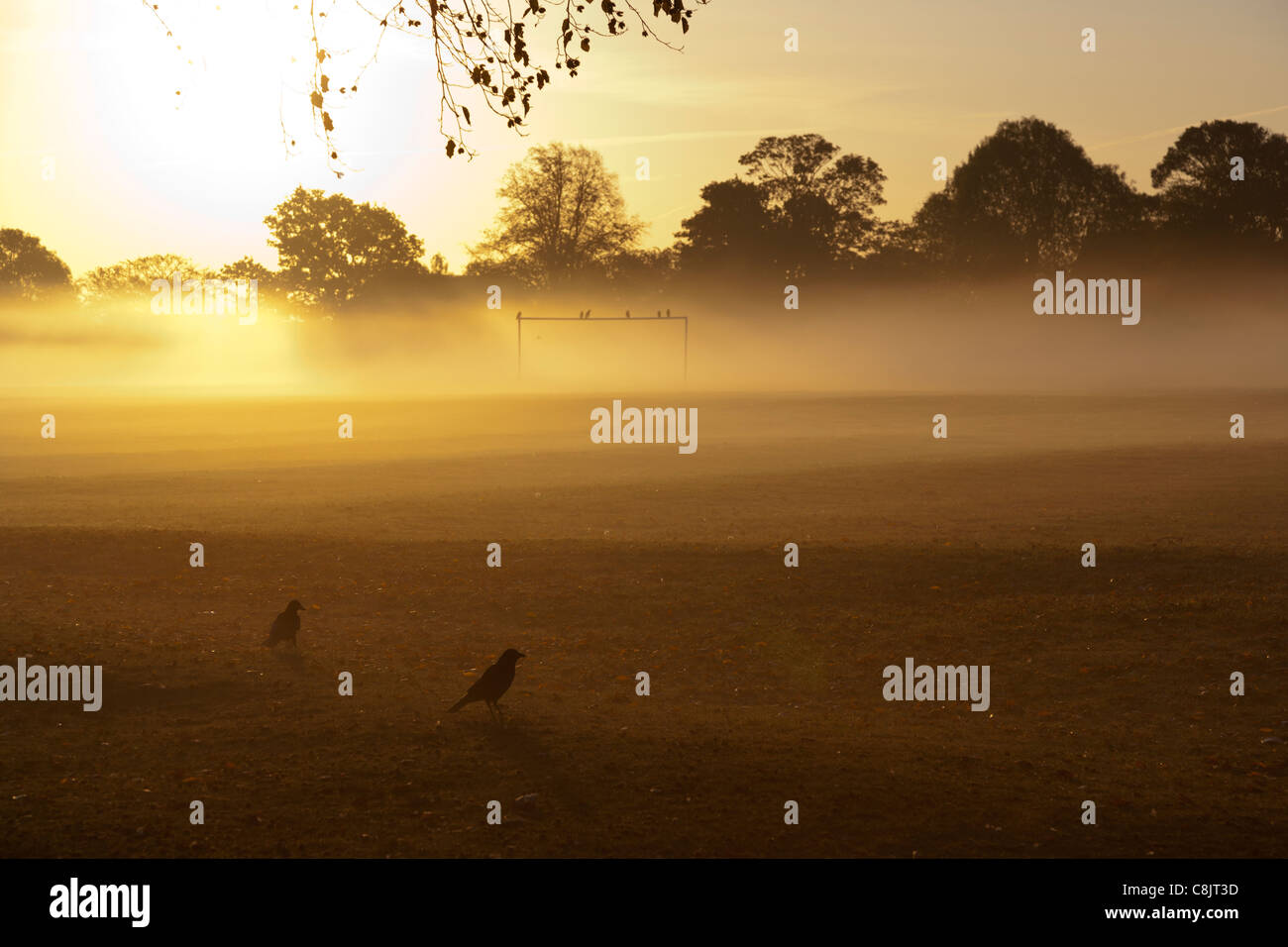 Mist crow hi-res stock photography and images - Alamy
