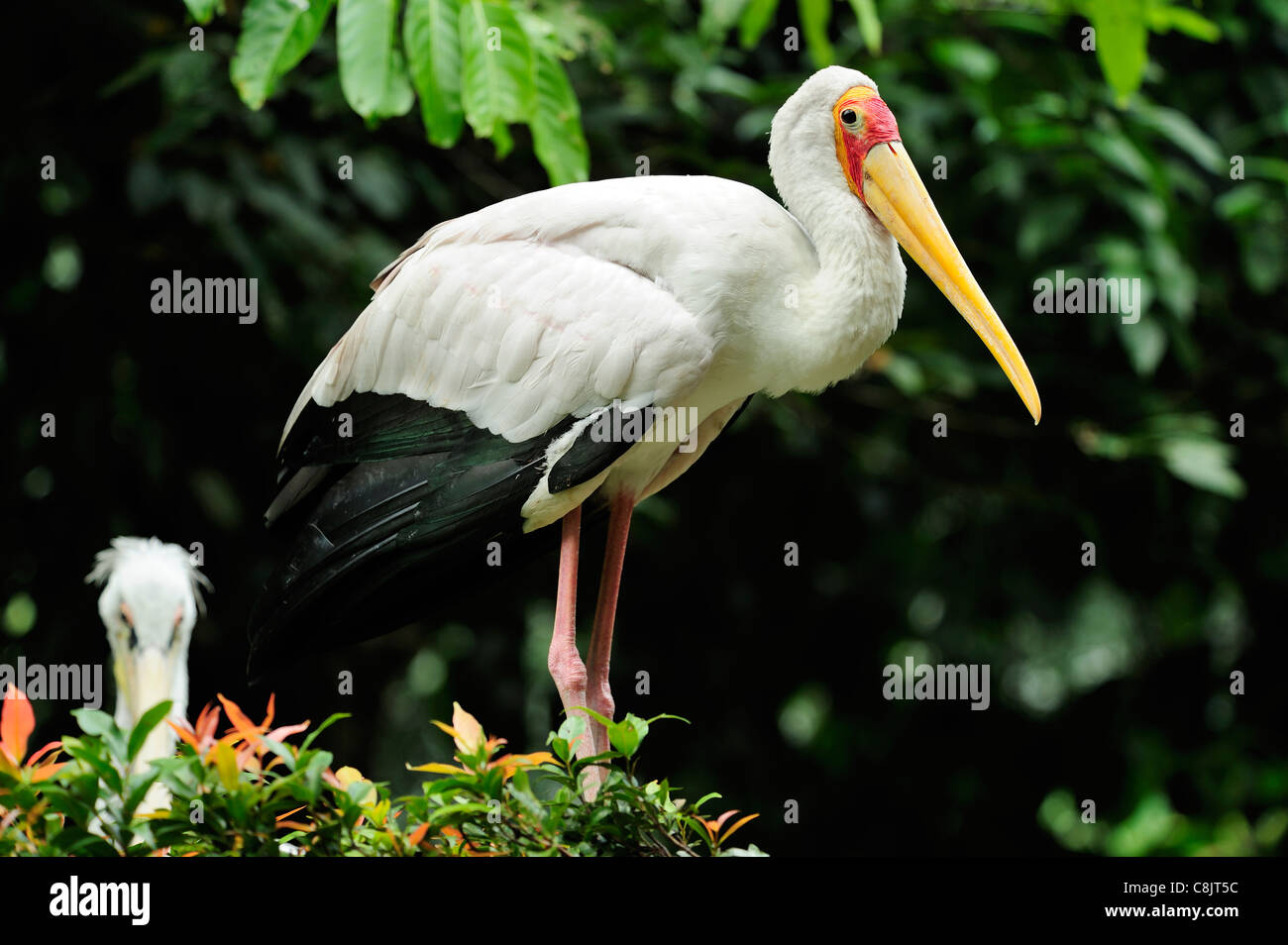 Yellow billed stork at the Bird Park within the Lake Gardens (Taman ...
