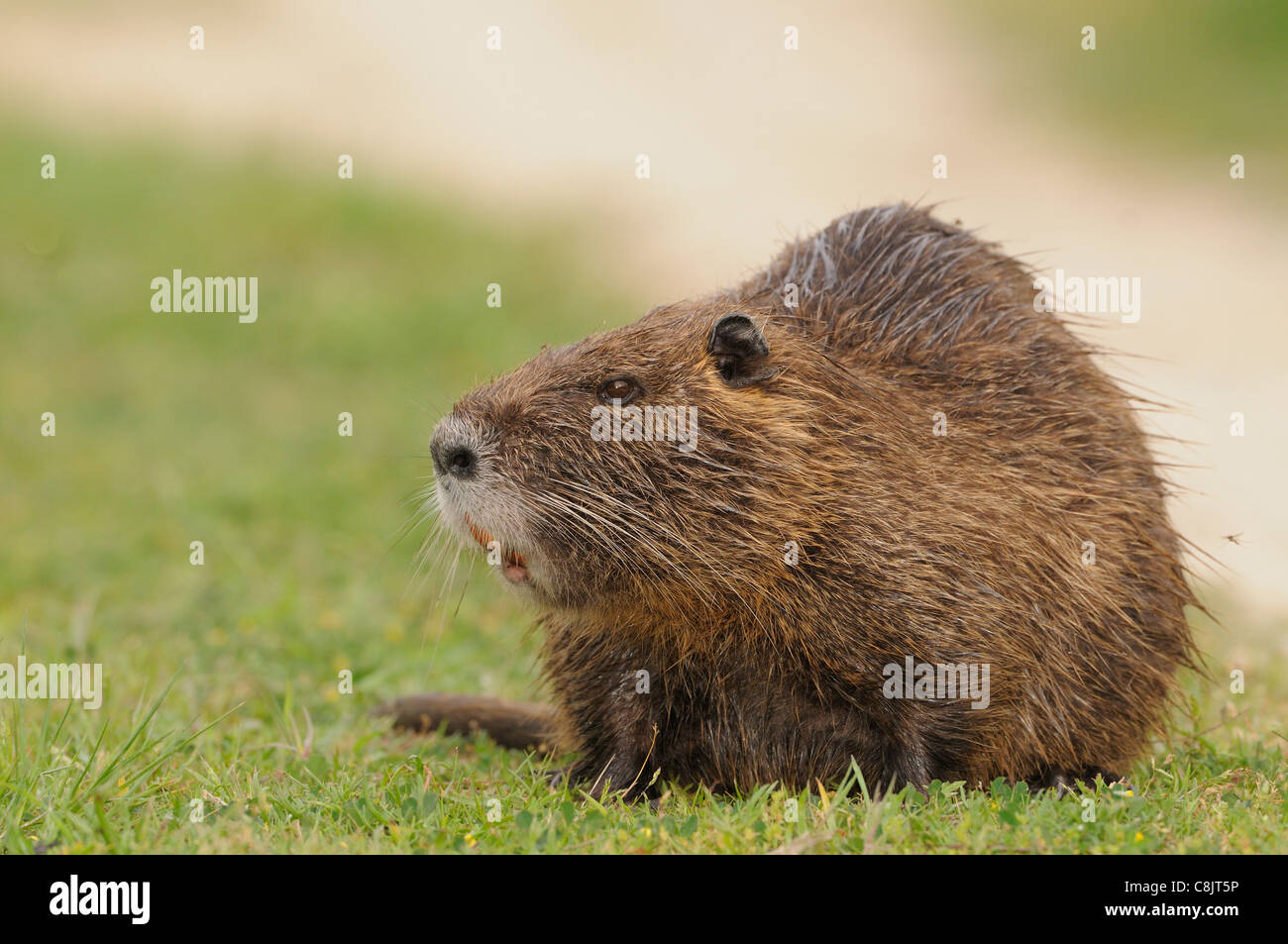 Coypu myocastor coypus photographed in france hi-res stock photography ...