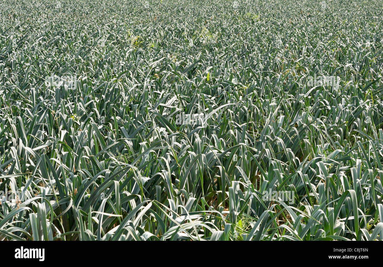 Leeks cultivation hi-res stock photography and images - Alamy