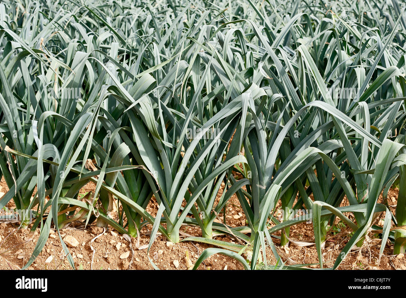 Leeks horizontal hi-res stock photography and images - Alamy