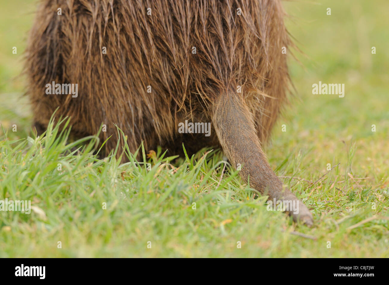 Coypu hi-res stock photography and images - Alamy