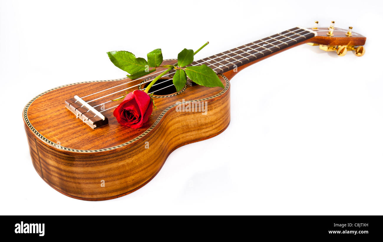 A Red Rose on Ukulele isolated white background Stock Photo - Alamy