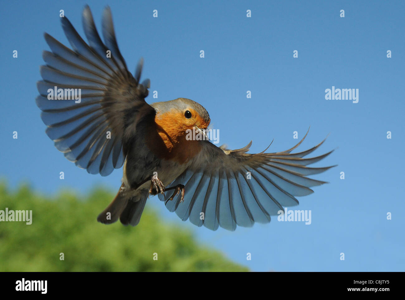 Robin in flight hi-res stock photography and images - Alamy