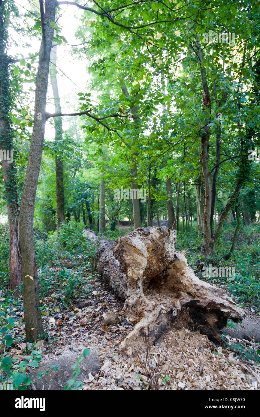 Fallen Tree in small spinney Stock Photo - Alamy