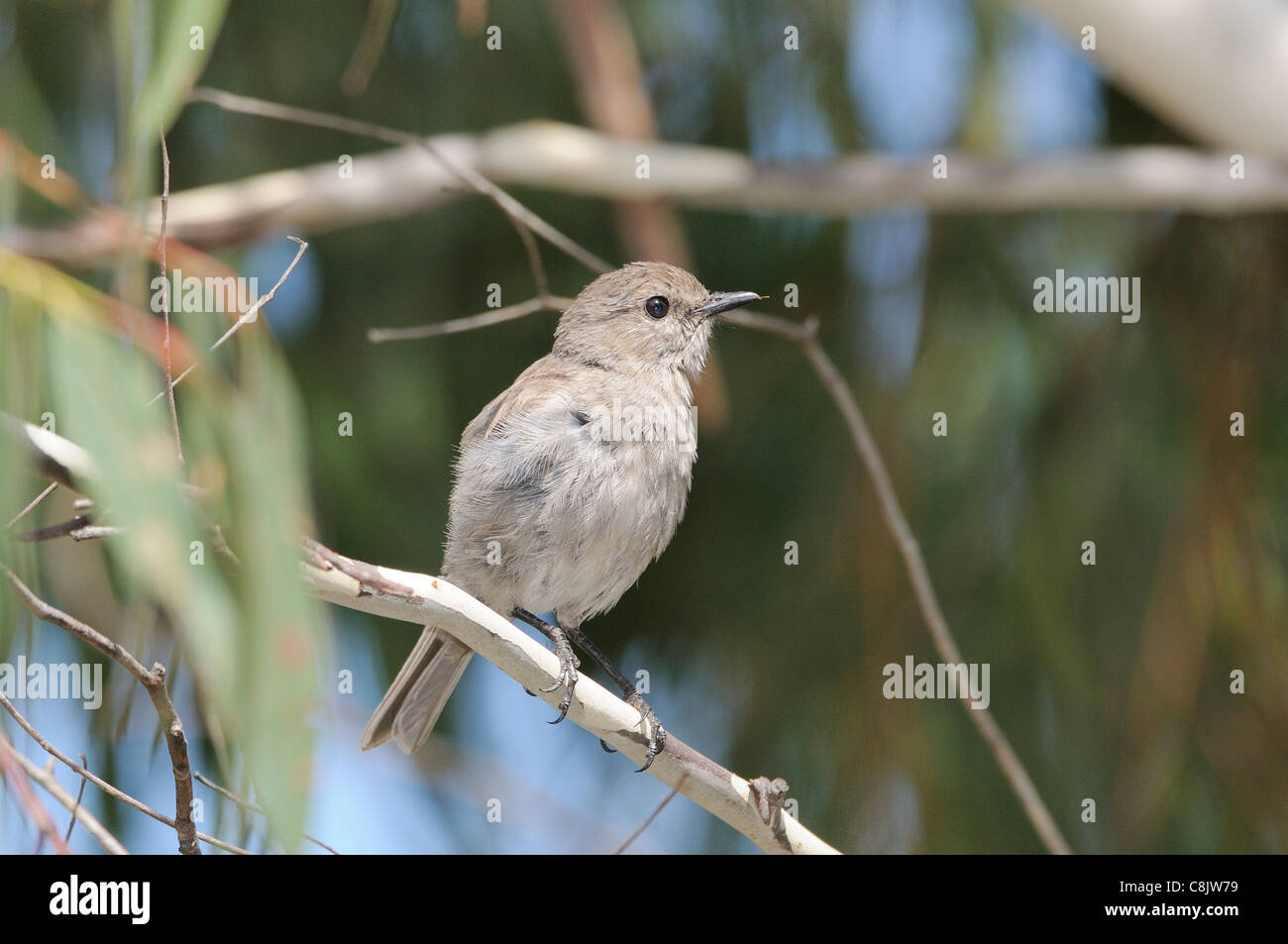 Dusky Robin Melanodryas vittata Tasmanian endemic Photographed in ...