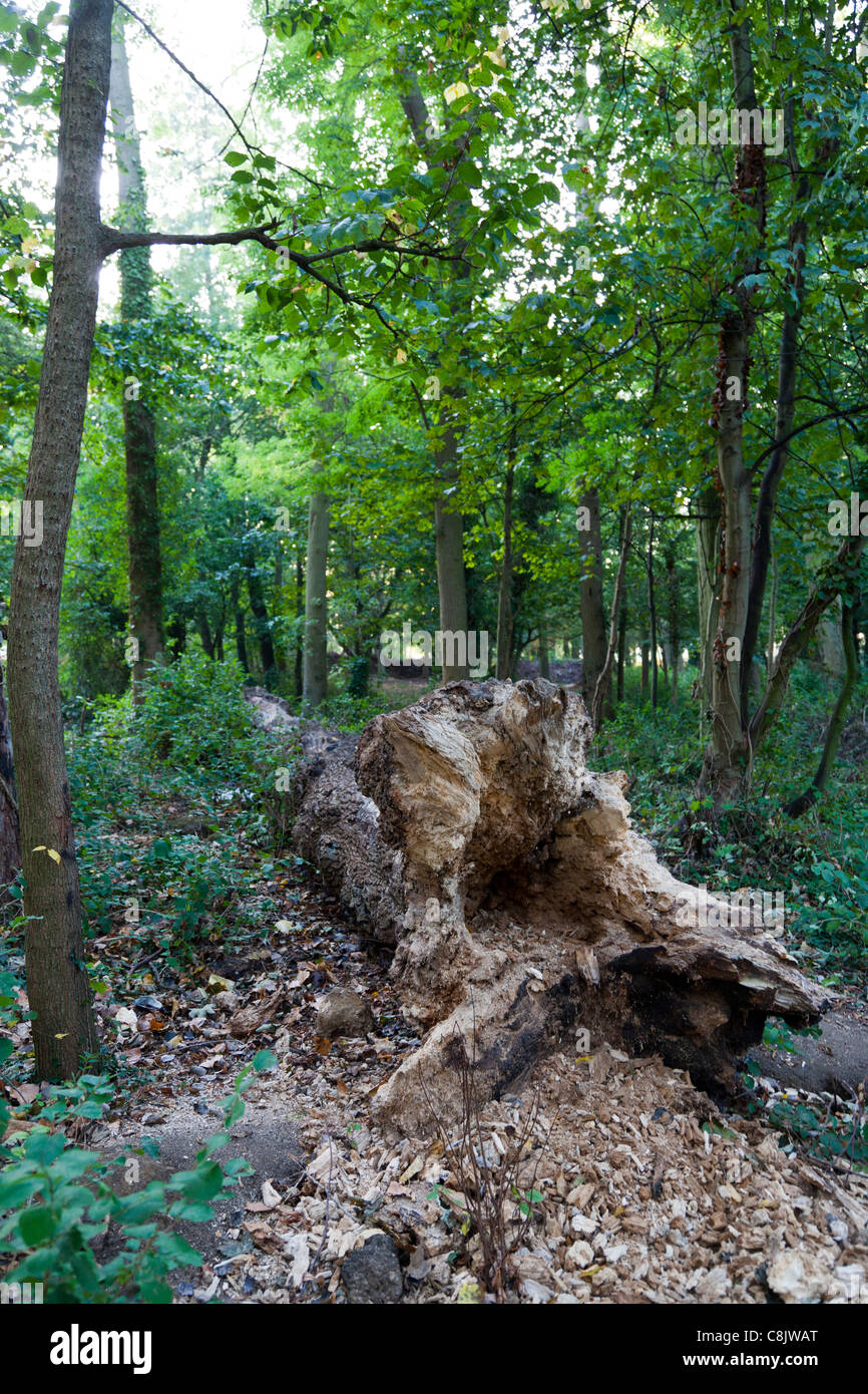 Fallen Tree in small spinney Stock Photo - Alamy