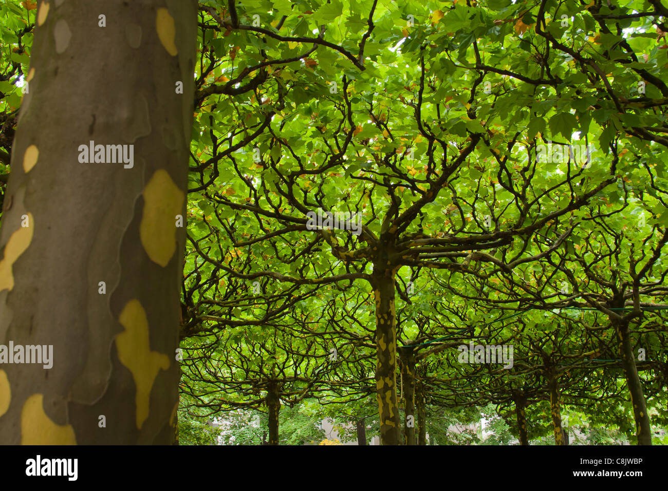 Shaped sycamore trees in outside garden of Jewish Museum. Berlin ...