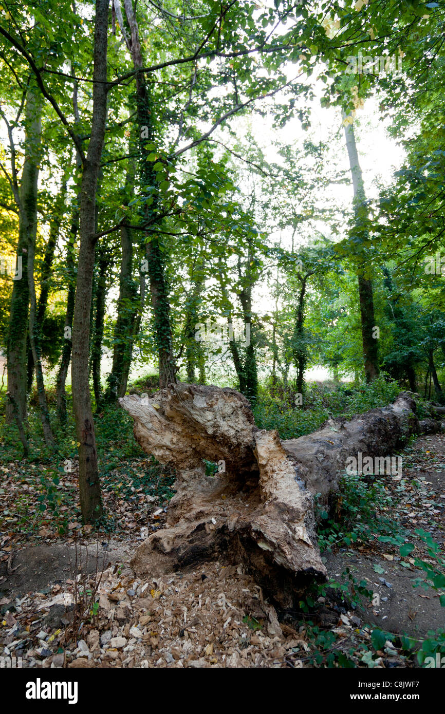 Fallen Tree in small spinney Stock Photo - Alamy