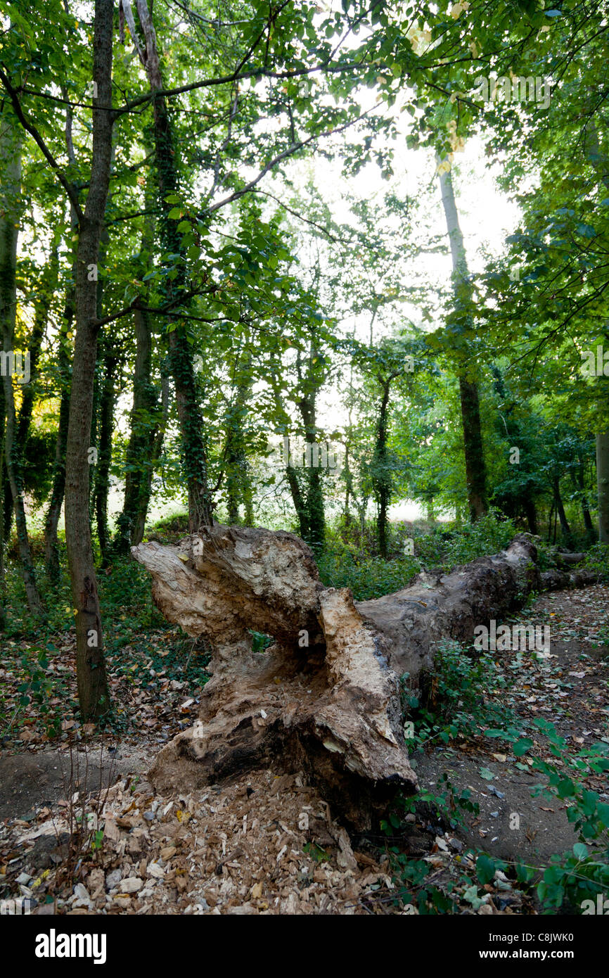 Fallen rotting tree trunk hi-res stock photography and images - Alamy