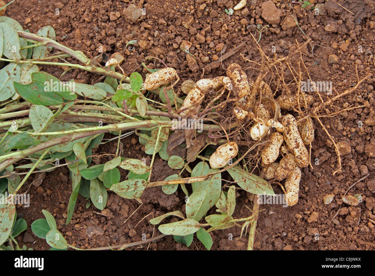 Groundnut harvest hi-res stock photography and images - Alamy