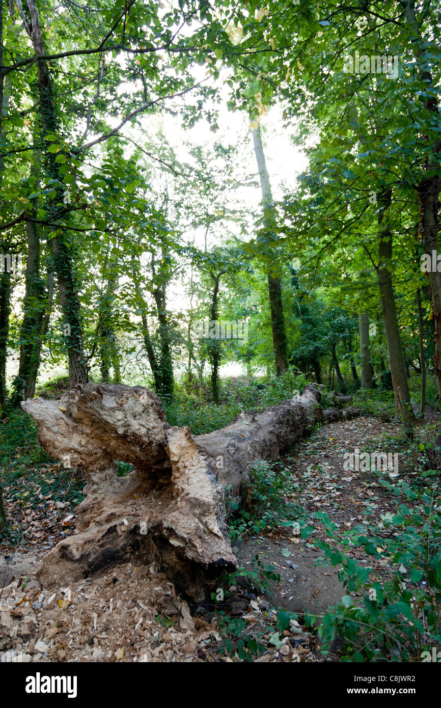 Fallen Tree in small spinney Stock Photo - Alamy