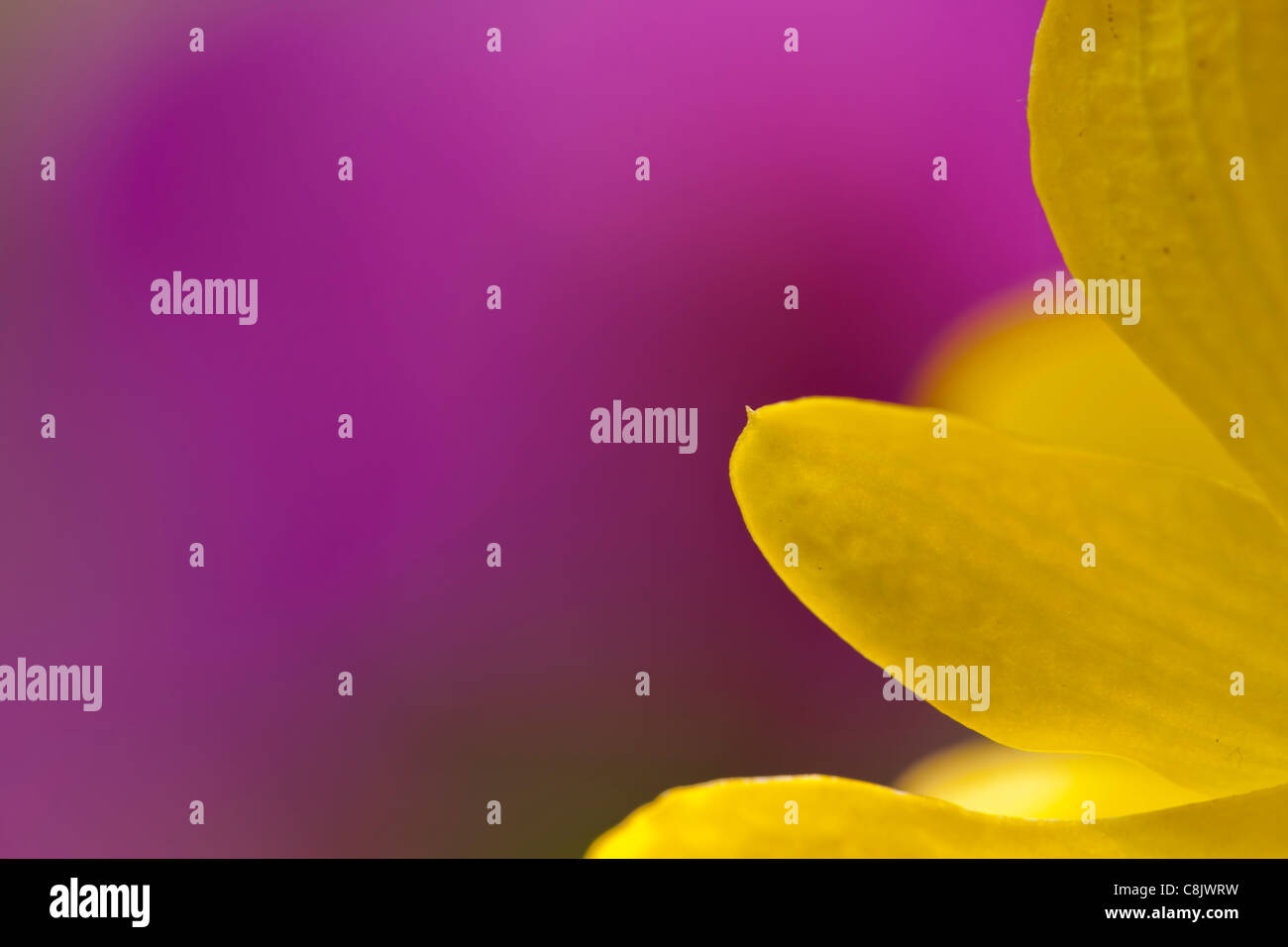 Yellow flower over the violet background Stock Photo - Alamy