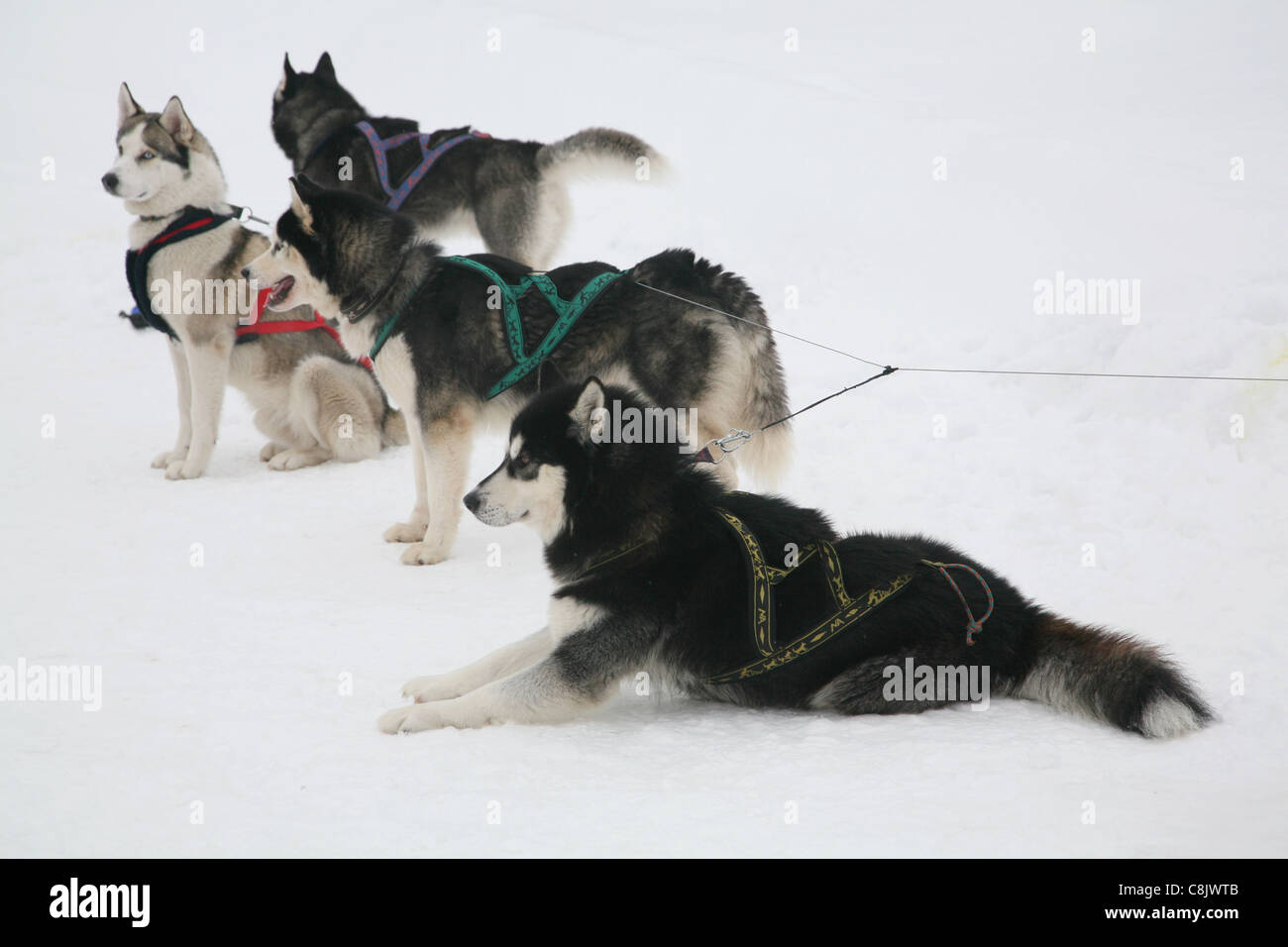 racing dogs husky Stock Photo - Alamy