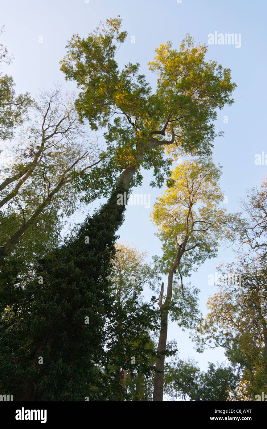 Tall tree top hi-res stock photography and images - Alamy