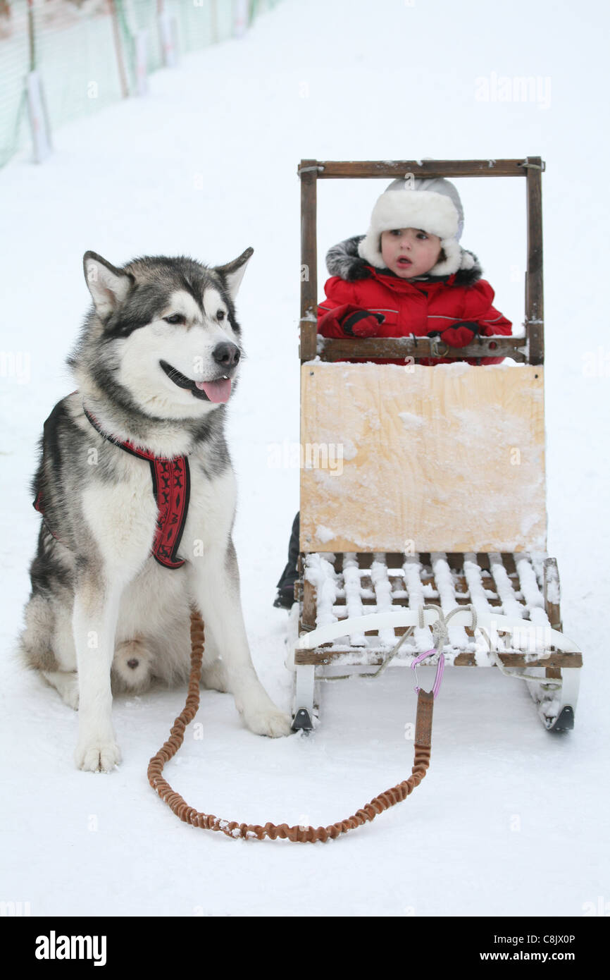 Siberian husky race team hi-res stock photography and images - Alamy