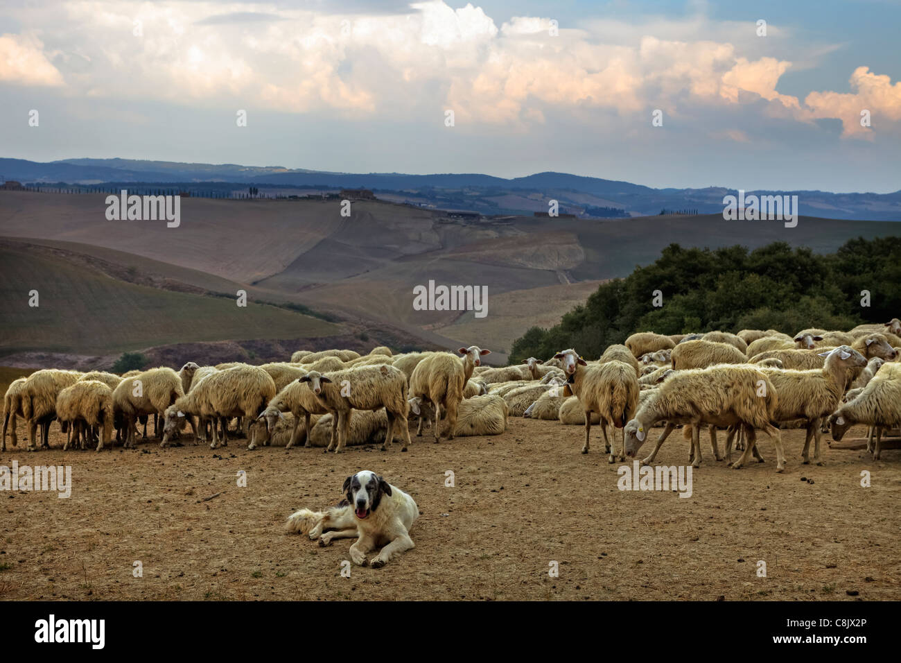 Flock of sheep flock of sheep hi-res stock photography and images - Alamy