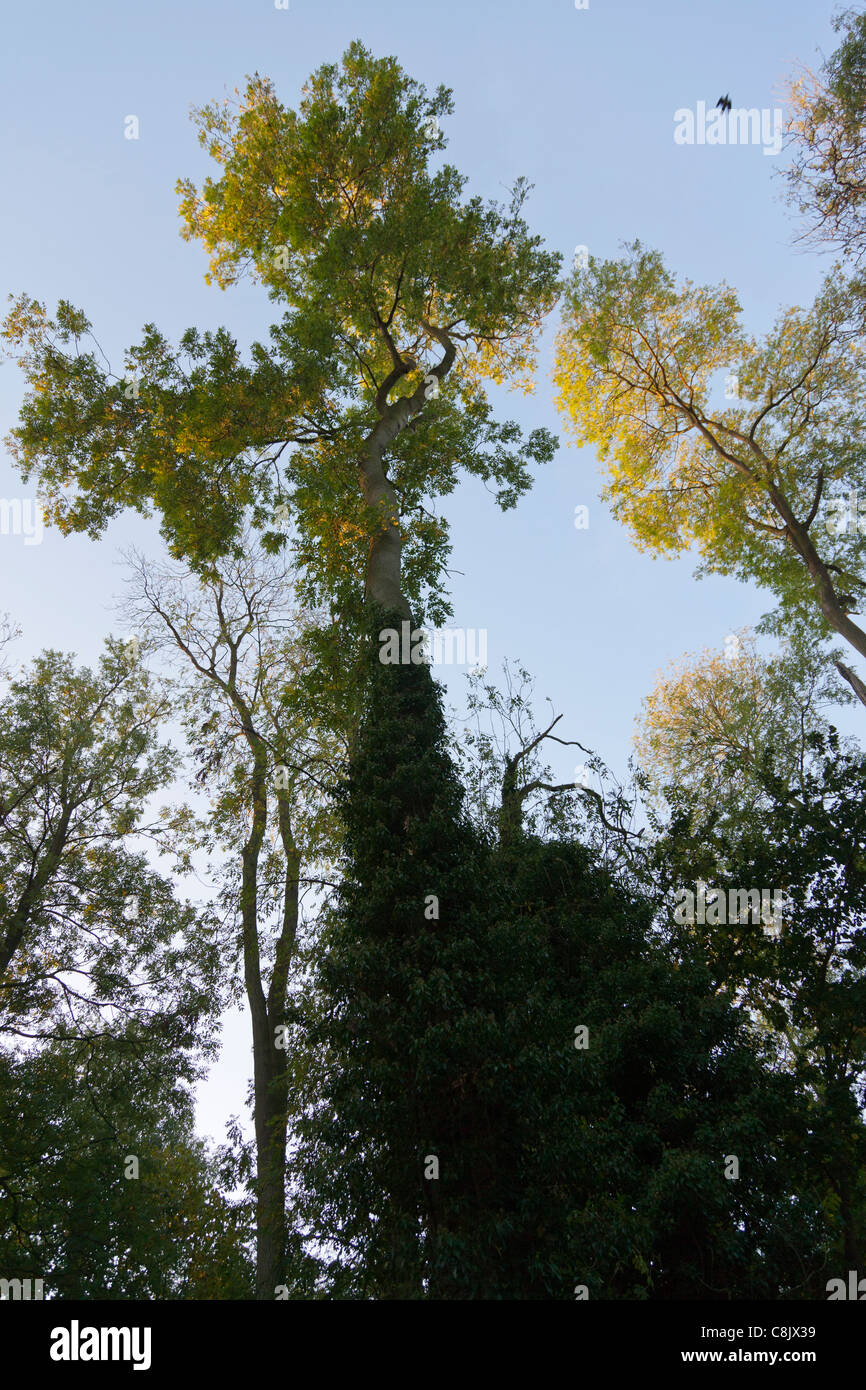 Tall tree hi-res stock photography and images - Alamy