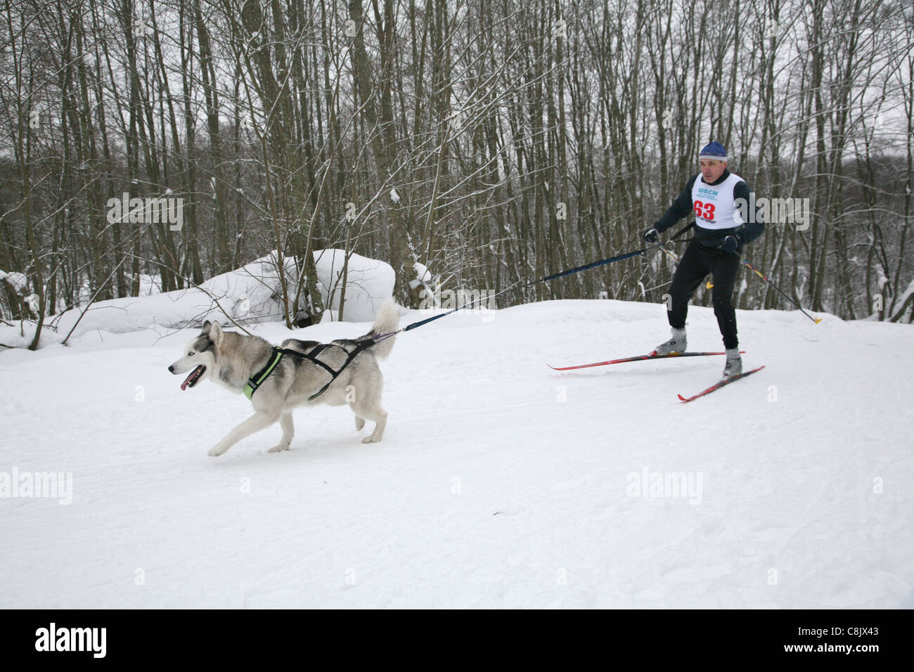 Siberian husky race team hi-res stock photography and images - Alamy