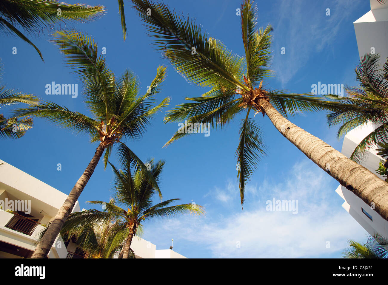 Coconut tree with clear blue sky background Stock Photo - Alamy
