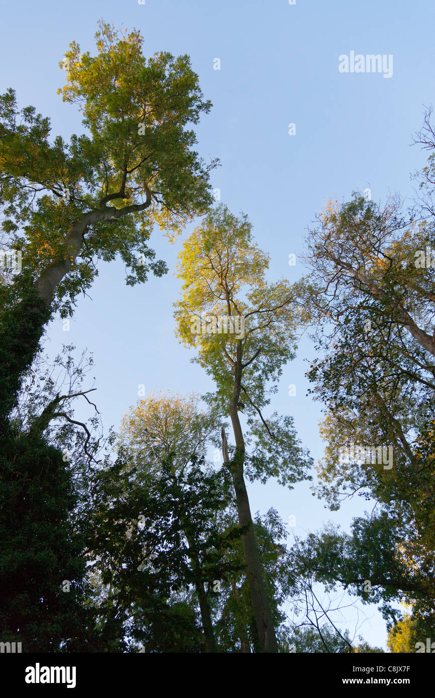 Tall tree tops hi-res stock photography and images - Alamy