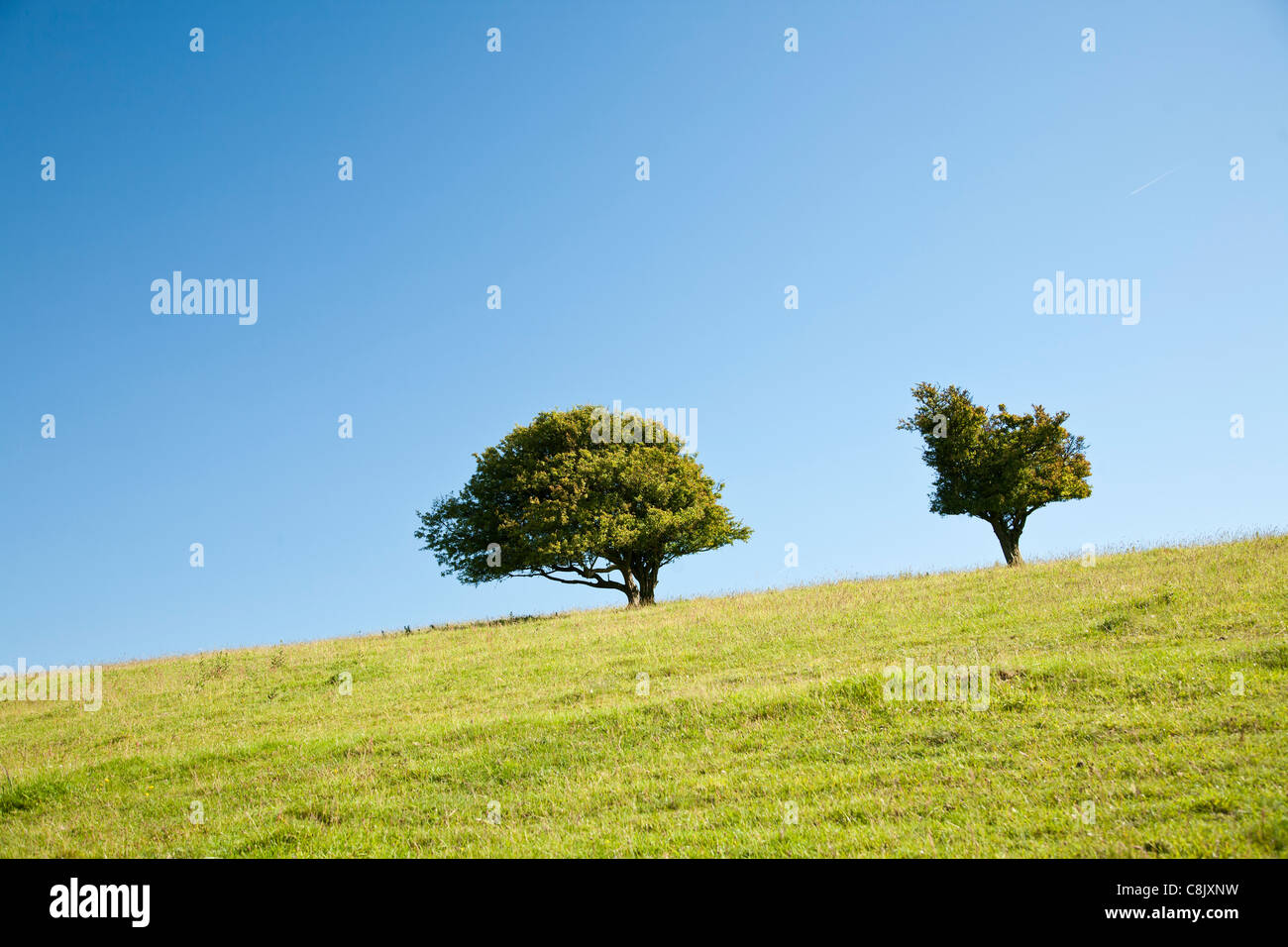 Two trees on a hill against a blue sky Stock Photo - Alamy