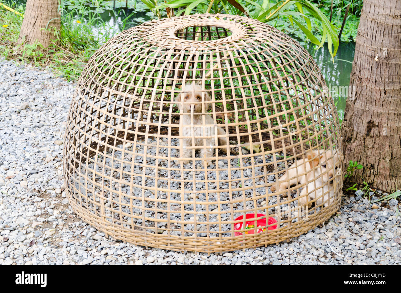 Chicken in bamboo cage hi-res stock photography and images - Alamy