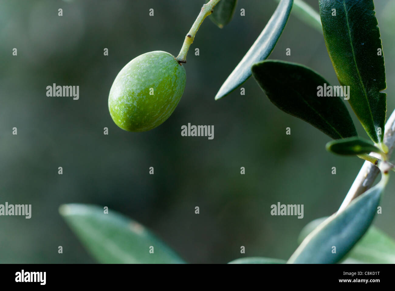 Olive leaves hi-res stock photography and images - Alamy