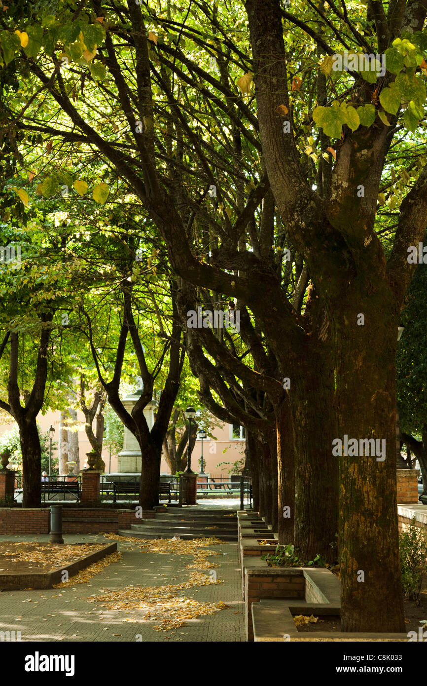 Tilia europaea lime trees in hi-res stock photography and images - Alamy