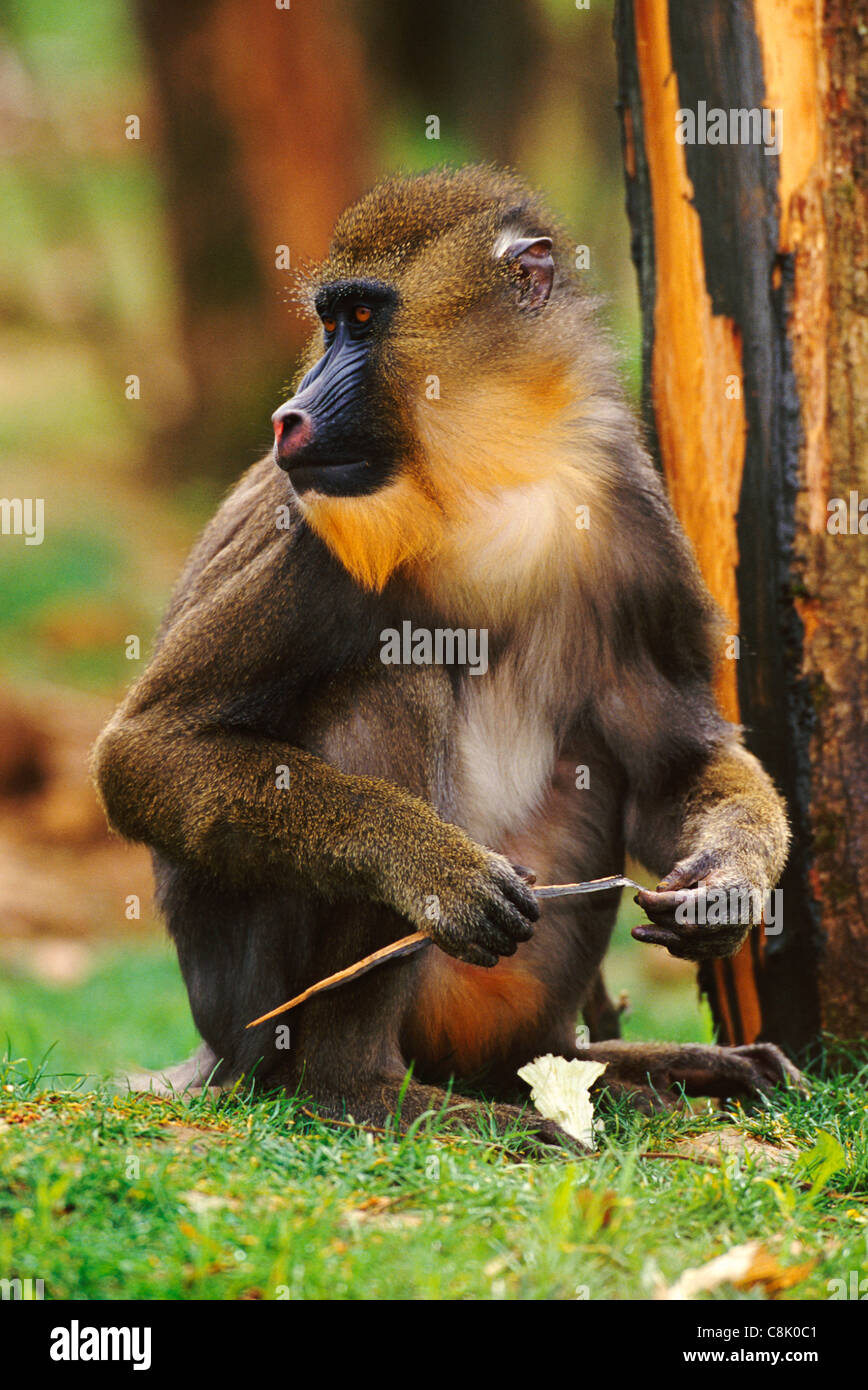 Mandrill Papio sphinx Female cleaning fingernails with stick Captive ...