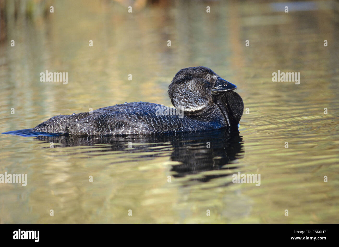 Musk duck biziura lobata hi-res stock photography and images - Alamy
