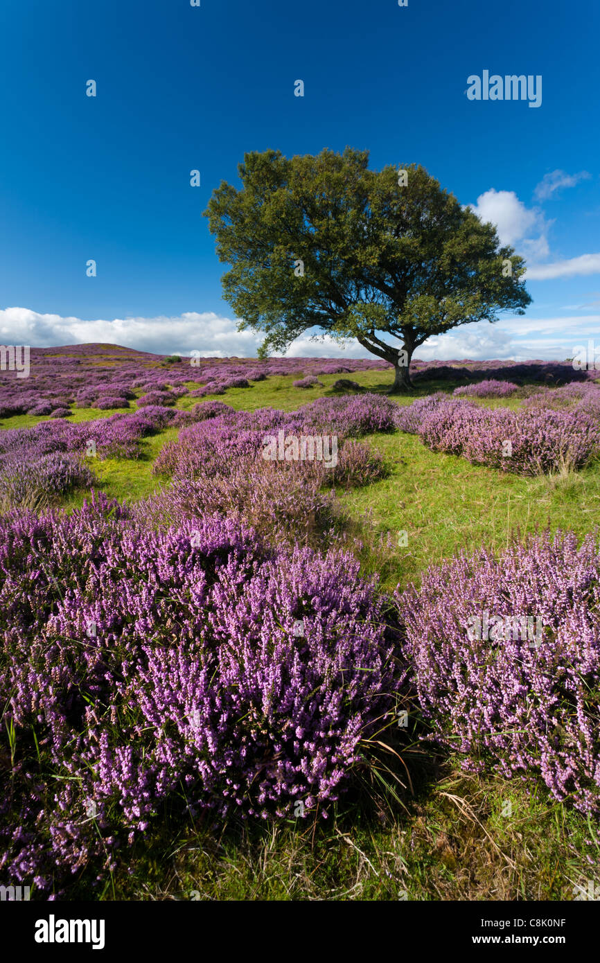 Lone Tree and Heather, Birk Brow, North Yorkshire Stock Photo - Alamy
