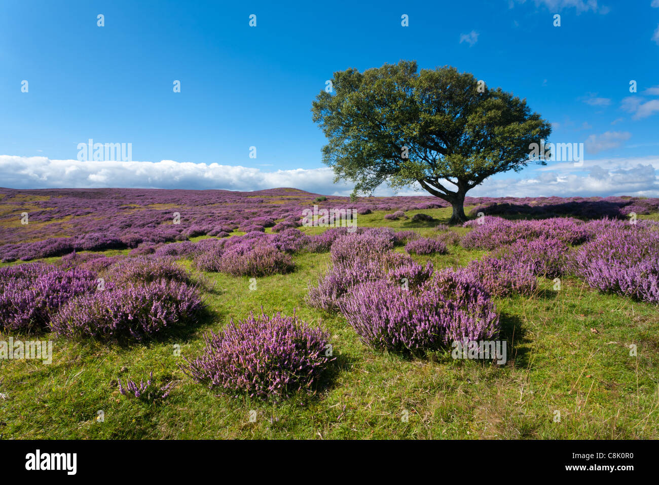 Lone Tree and Heather, Birk Brow, North Yorkshire Stock Photo - Alamy