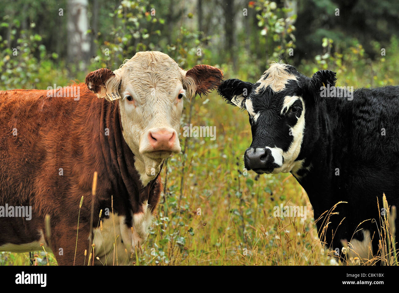 A portrait image of two young domestic beef cows out in a wild pasture ...