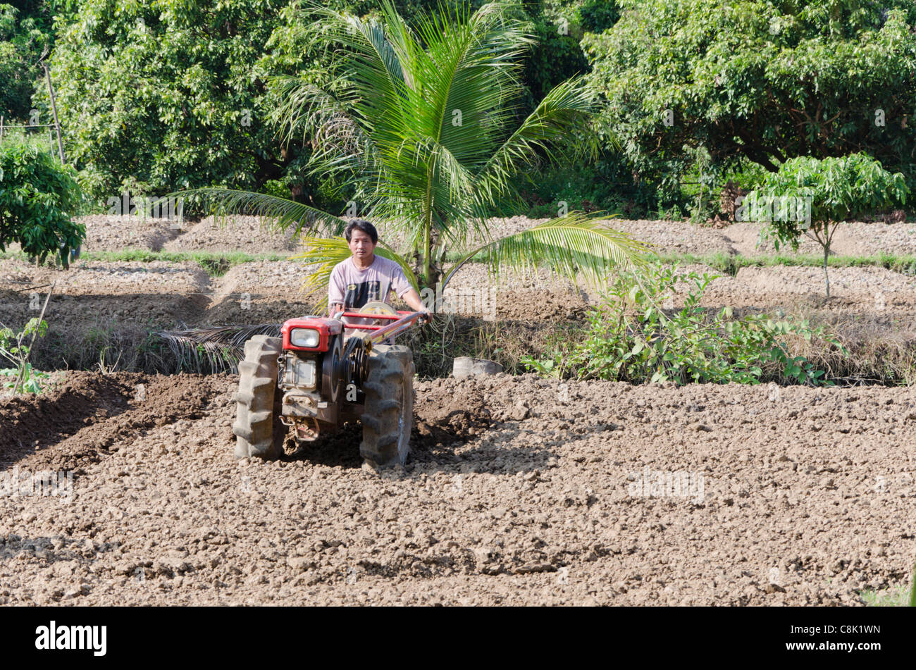 Farmer plowing field by walking and steering a hand held tractor with 2 ...