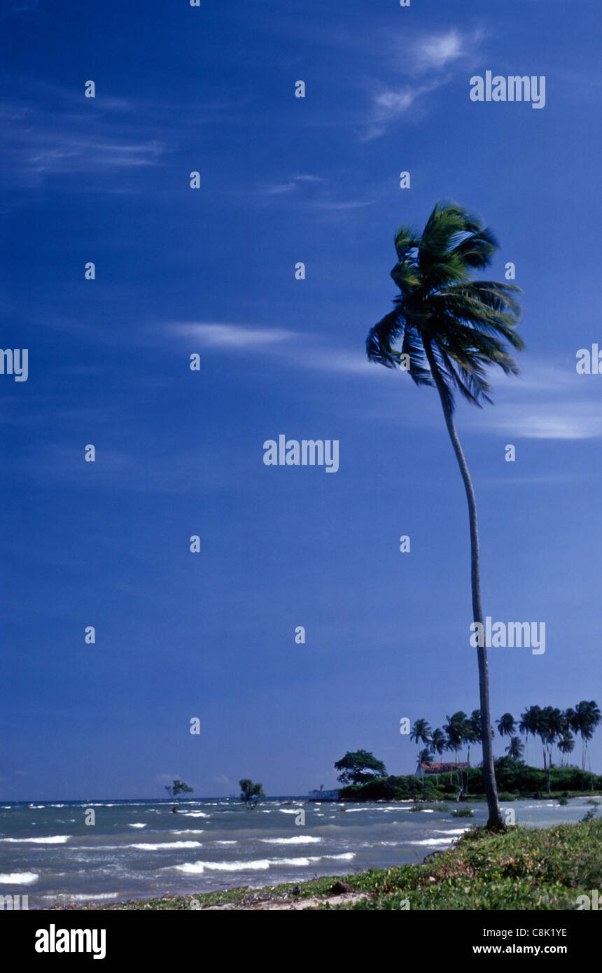 Itaparica Island, Bahia, Penha; line of slim palm trees with choppy ...